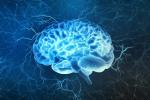 25 Trivia Questions About the Human Brain! – SCIFAA