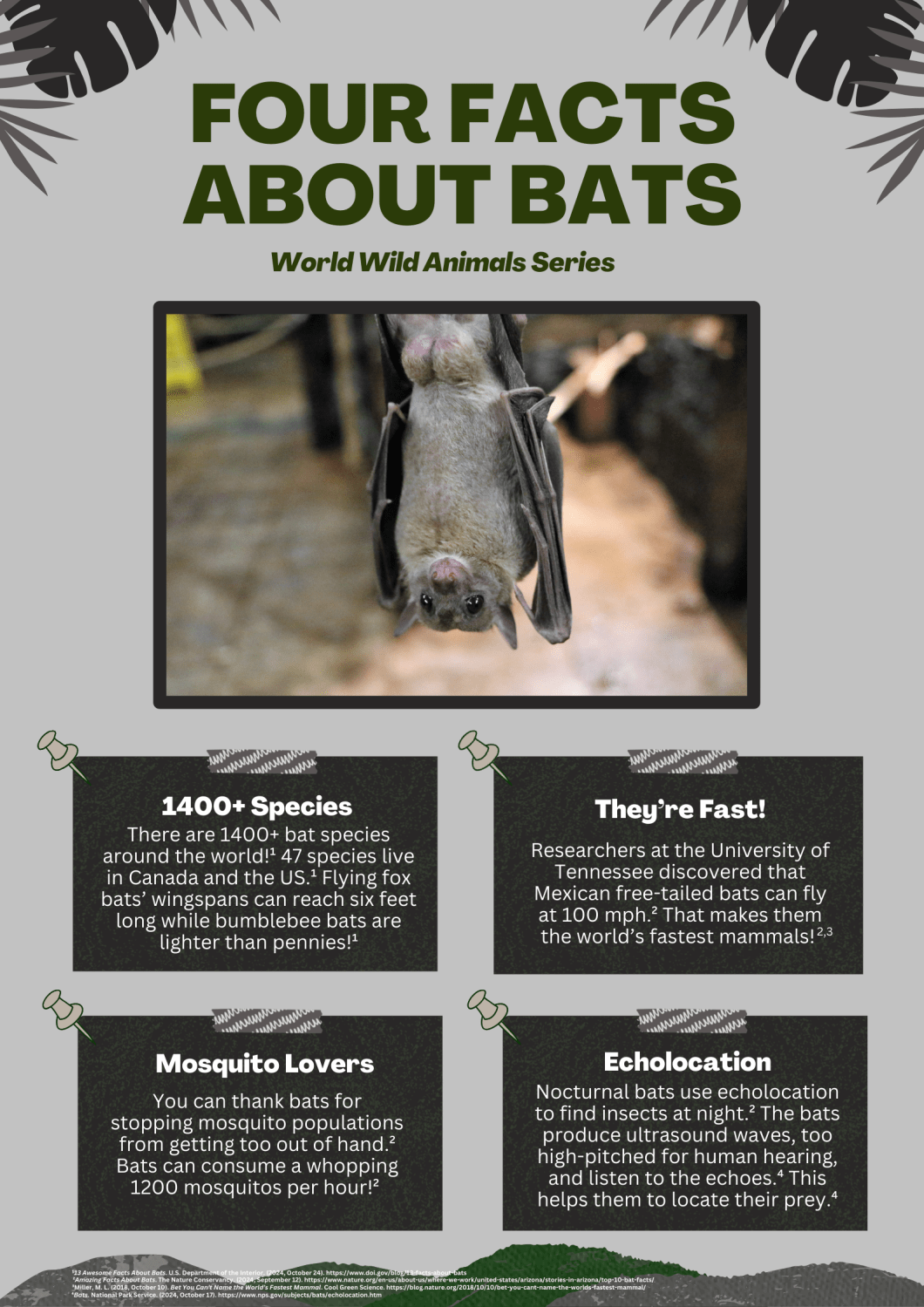 Four Facts About Bats – World Wild Animals Series – SCIFAA