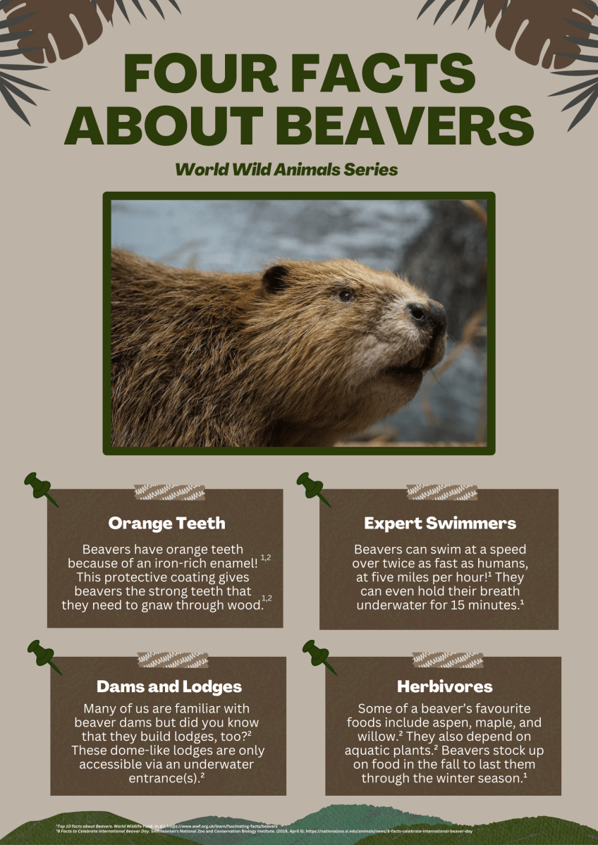 Four Facts About Beavers – World Wild Animals Series – SCIFAA