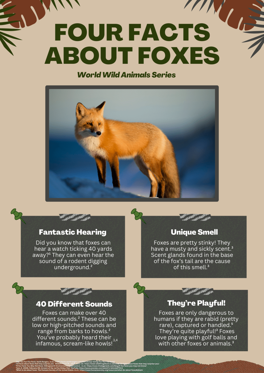 Four Facts About Foxes – World Wild Animals Series – SCIFAA