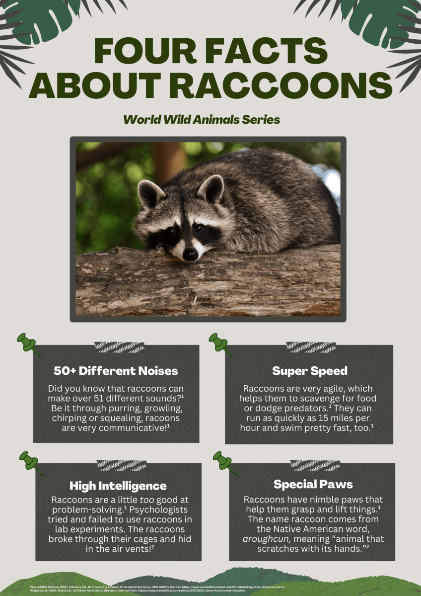 Four Facts About Raccoons – World Wild Animals Series – SCIFAA