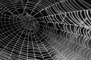 Do You Know the Names of These 50 Phobias? Let’s Find Out! – SCIFAA